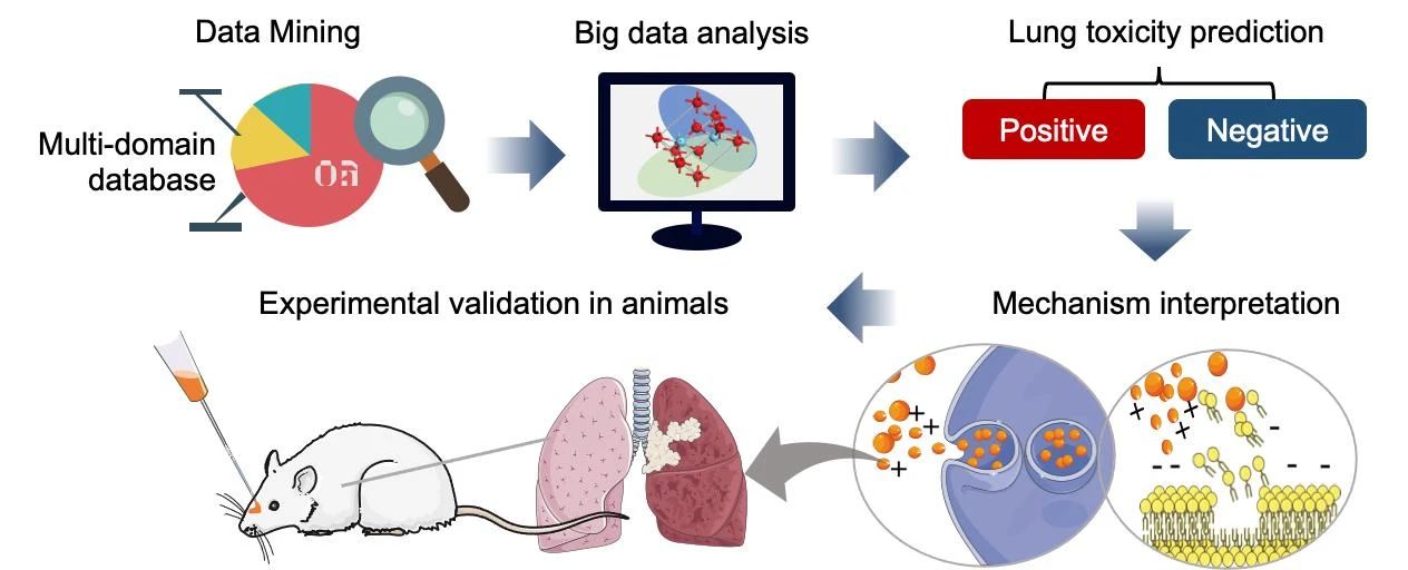 【科技快讯】我院李雪花教授团队EST｜基于大数据挖掘预测纳米金属氧化物肺部毒性的IVIVE模型-大连理工大学环境学院